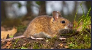 Diferencia entre Rata y Ratón → Características → Fisonomía