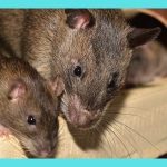 Rata común (Rattus norvegicus) → ¿Cómo es? Con fotos